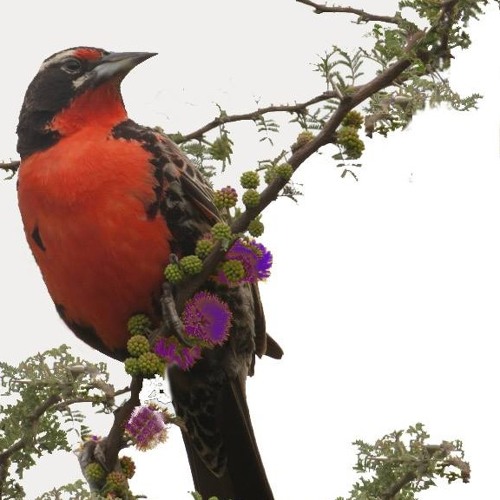 Stream Pájara by Javier Labbé | Listen online for free on SoundCloud