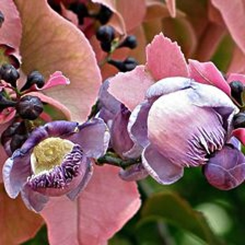 Stream Recuperando O Patrimônio (Sapucaia) by Victor HuM | Listen ...