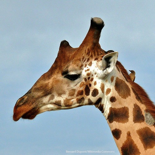 Stream Giraffes Humming by WBUR's The Wild Life | Listen online for ...