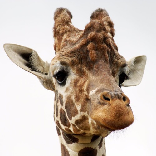 Stream Listen to this Giraffe "Hum" by Connecticut Public Radio/WNPR ...