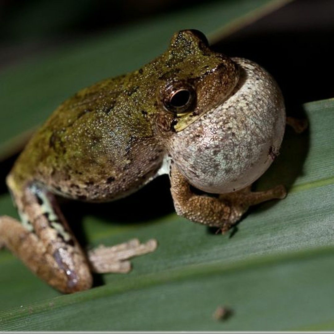 Stream Bird - Voiced Tree Frog | Hyla avivoca by The Amphibian ...