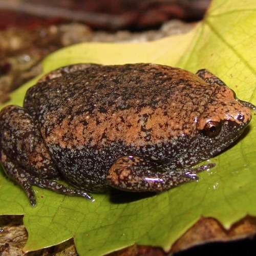 Stream Eastern Narrowmouth Toad | Gastrophryne carolinensis by The ...