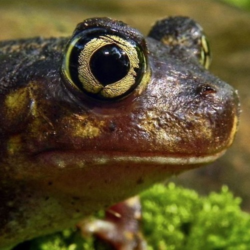 Stream Eastern Spadefoot Toad | Scaphiopus holbrookii by The Amphibian ...
