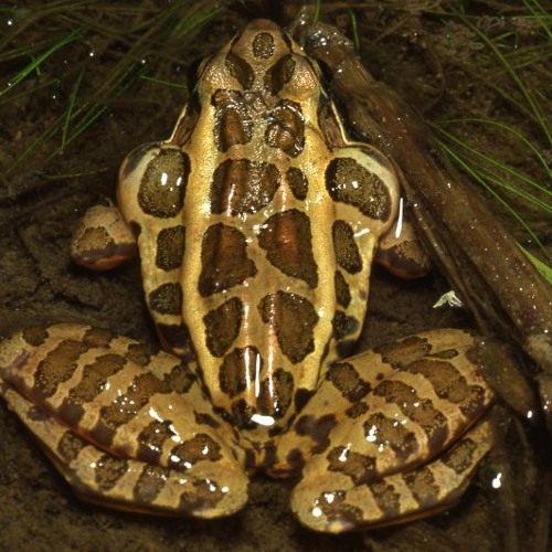 Pickerel Frog Call
