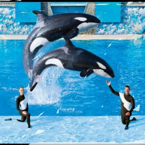 Seaworld believe song (something far greater??) - Listen to music