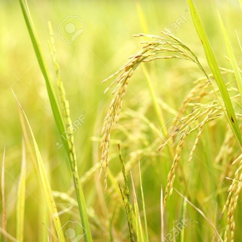 Stream Kahawan Goyamata by Nalani Ranasinghe by llranga | Listen online ...