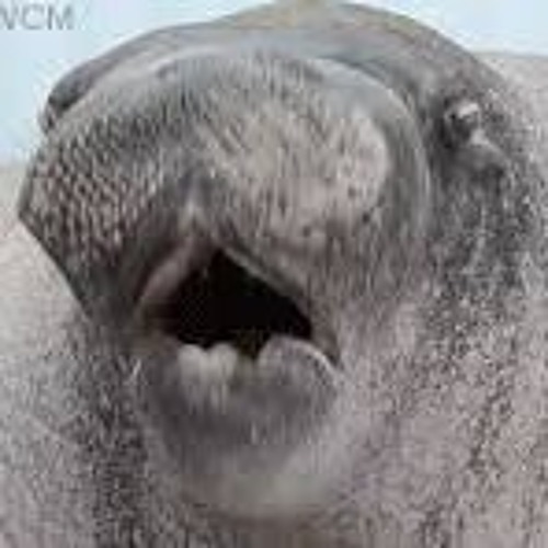 Stream Beta Episode #3 - Sad Walrus Sex ft. Jason by Sessions with Max & Fish | Listen online ...