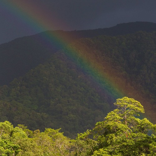 Stream Mt. Lewis Rainforest, QLD, Australia by Wild Ambience | Listen ...
