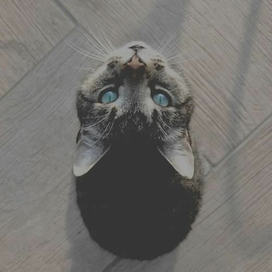 Stream Maroon 5 Animals by merna rizk | Listen online for free on SoundCloud