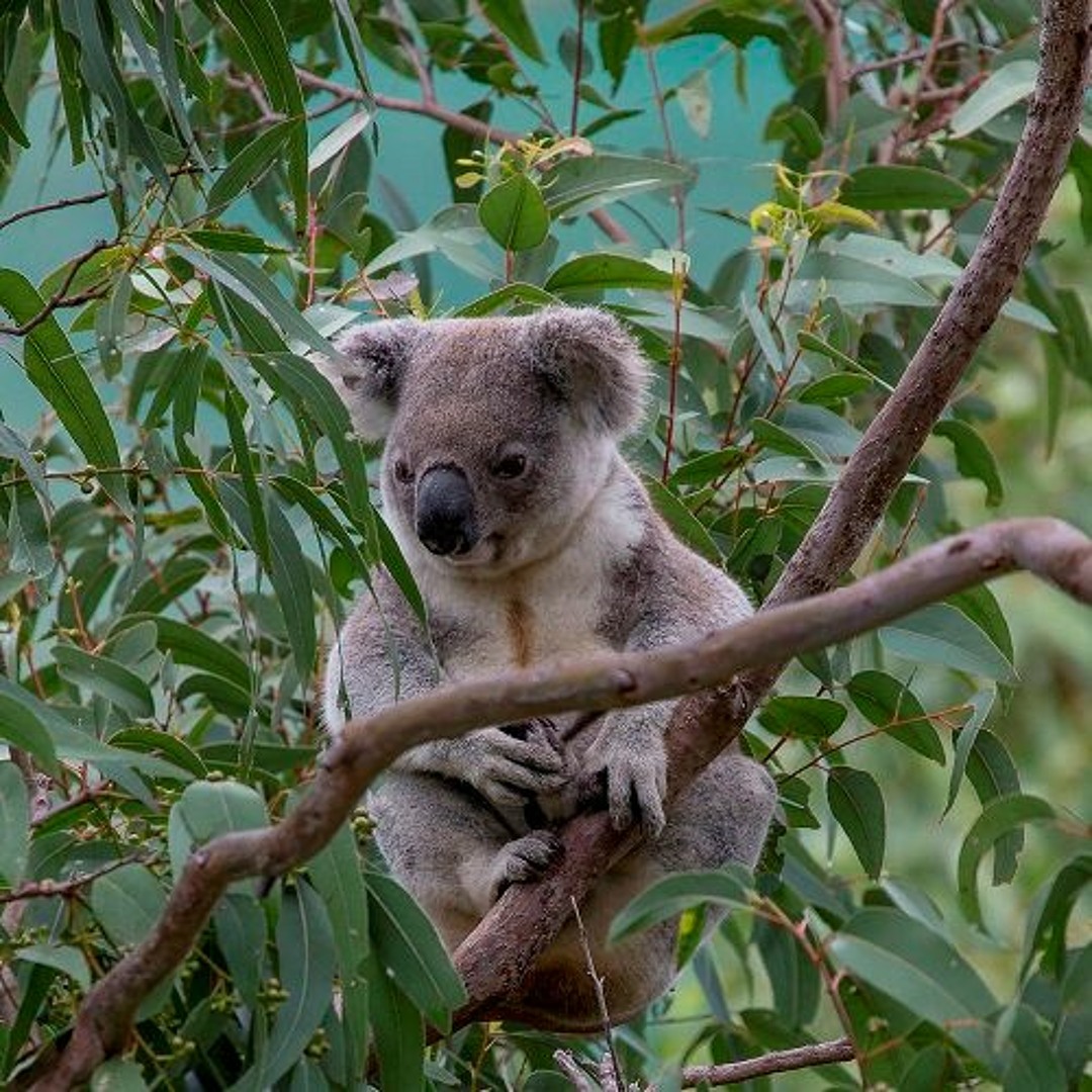 Stream episode Sounds of science: Koala mating call by ABC Science ...