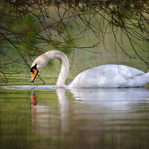Stream The Story of the Swan and the Bee or you and me. by L.DeSimone ...