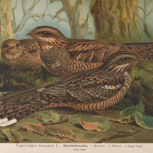 Stream Nightjar Song And Wingbeats, Staffordshire, 1975 by The British ...
