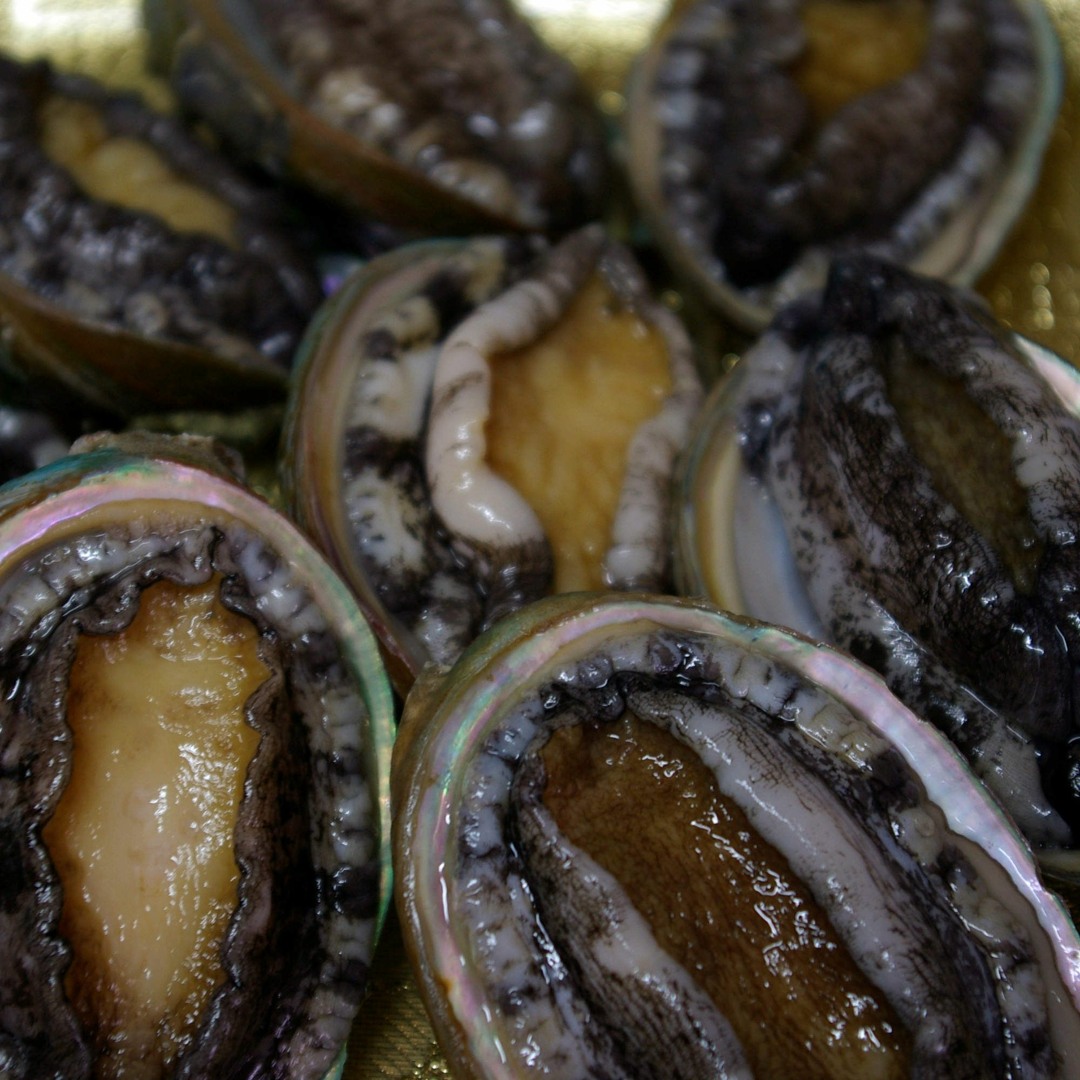 Stream How the legal abalone (aka perlemoen) industry functions in ...