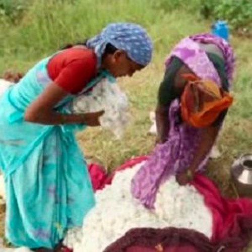 Stream IFAD yakwamua kilimo cha pamba India by UN News Kiswahili ...