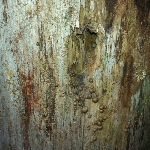 Stream Cycles by Chaotic Morphs | Listen online for free on SoundCloud Stream Cycles by Chaotic Morphs | Listen online for free on SoundCloud