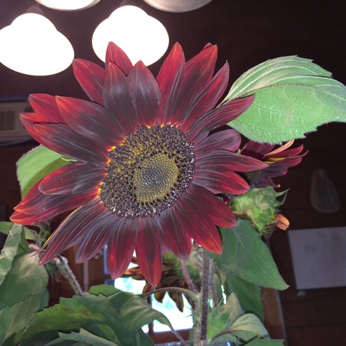 Stream Kim Milai | Listen to Fall Harvest Folk Songs playlist online ...