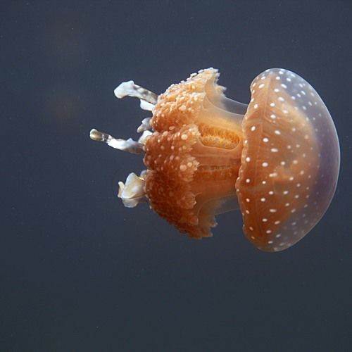 Stream TED TALK Why Veterans Miss War by WZEN | Listen online for free ...