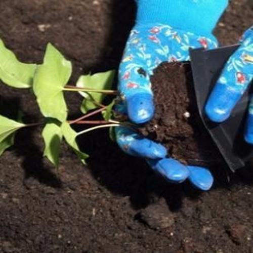 Stream Consejos Para Cuidar Tus Plantas By Vivero La Estacion Listen