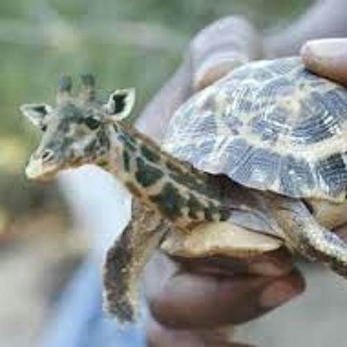 Stream Found some weird kid rap sum1made by Ninja Walrus | Listen ...