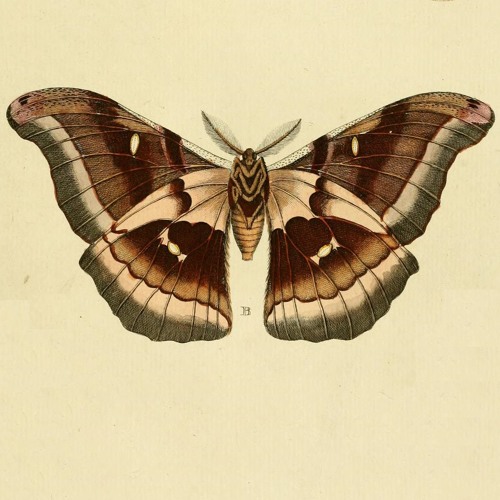 Stream Vesper Moth | Listen to Saturniidae playlist online for free on ...