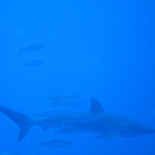 Stream Kelly Ann Thomas | Listen to Dinner Party playlist online for ...