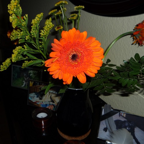 Stream La Fille et le Chanteur...... by Jean Luc Dancy | Listen online ...