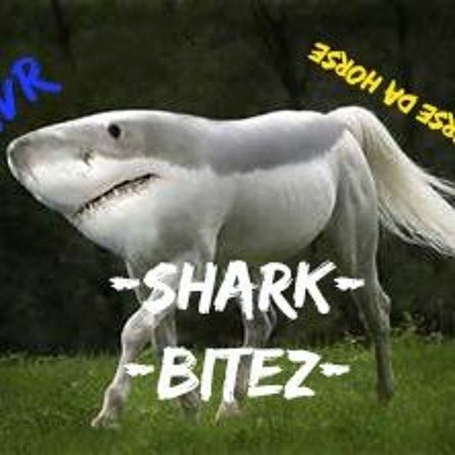 Shark Horse Memes