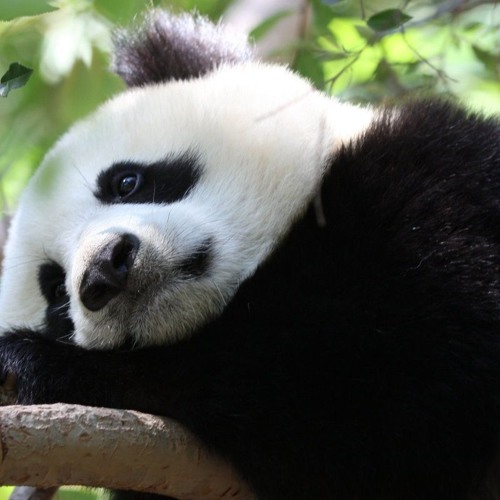 Stream Antiquarian Eyes by adolescence in a nutshell | Listen online ...