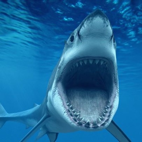 Stream SHARKIN by J-LOONE | Listen online for free on SoundCloud