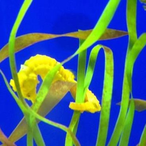 Stream Seahorse Is A Child Of Dragon by Taro Ito | Listen online for free on SoundCloud