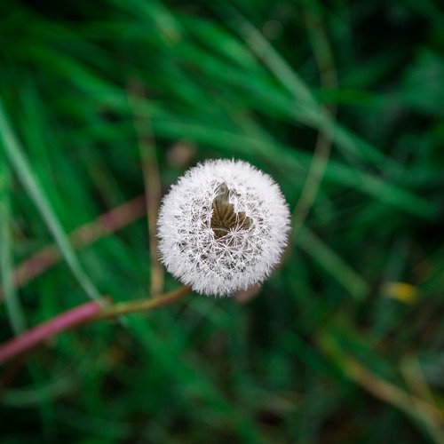 Stream Laura & RoLLa - Auto-Dafe v2 (REZERVUOTA Cover) by RoLLa STAR ...