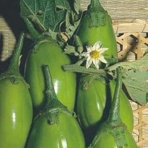 Stream Você gosta de jiló? by Victor Rigo de Bacher | Listen online for ...