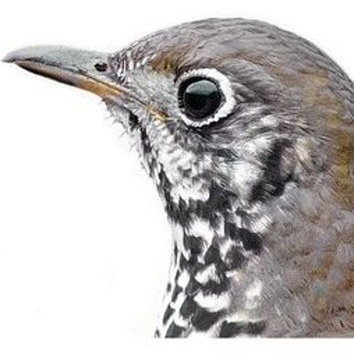 Stream Alpine Thrush Zoothera Mollissima Sela Pass, Arunachal Pradesh ...