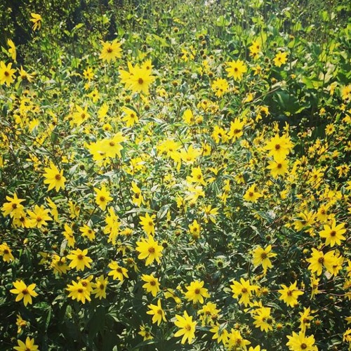 Stream Three 6 Mafia - Stay Fly (ZSLYTHA Remix) by Dj Psoriasis ...