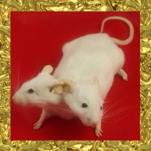 Stream waste ur time 2005 (Prod. Natsu Fuji) by Stray Rat | Listen ...