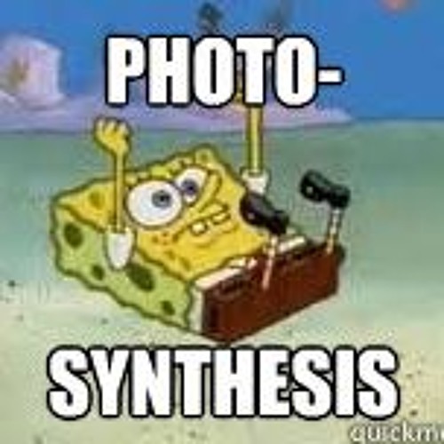 Photosynthesis Spongebob