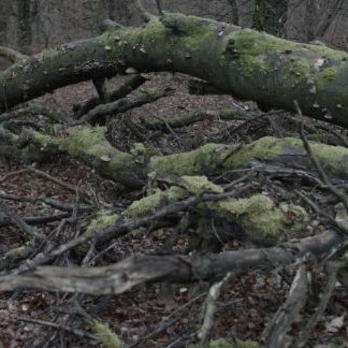 Stream Audio Archives Revisited | Willie Doherty & Declan Long, 2013 by ...