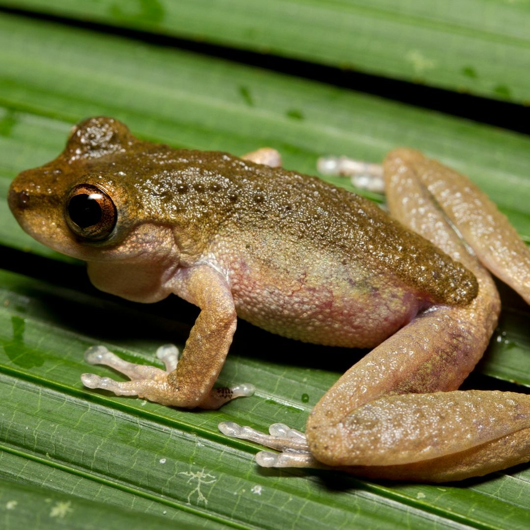 Stream Common Mist Frog - Litoria Rheocola by Nature Sounds | Listen ...