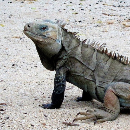 Stream PREVIEW: Saving Haiti’s giant lizards by The World | Listen ...