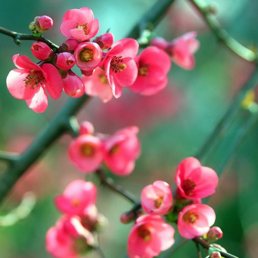 Stream Bandari - Annie's Wonderland 安妮的仙境 by Relaxing Music | Listen ...