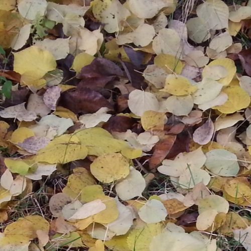 Stream Leaves by Chaotic Morphs | Listen online for free on SoundCloud Stream Leaves by Chaotic Morphs | Listen online for free on SoundCloud