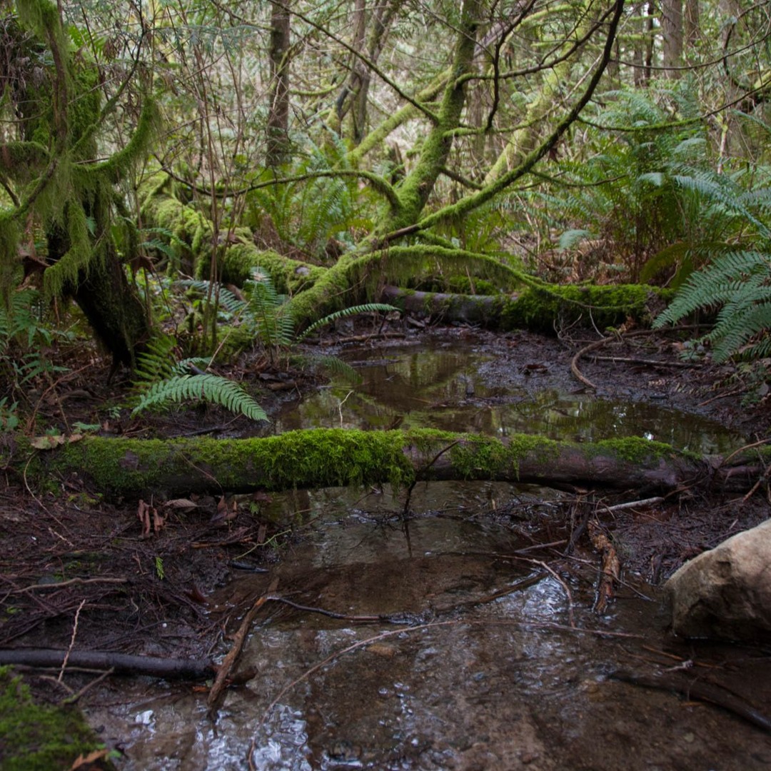 Stream Creek at Hazel Wolf Wetlands by Kelly Brenner | Listen online ...