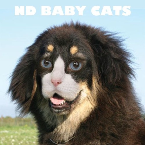 Stream Uncle Smokes | Listen to ND Baby Cats playlist online for free ...