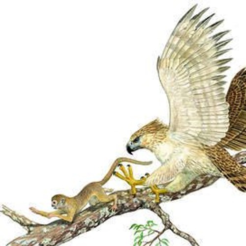 Stream Filipino Monkey-Eating Eagle (live) by Willard's Canteen ...