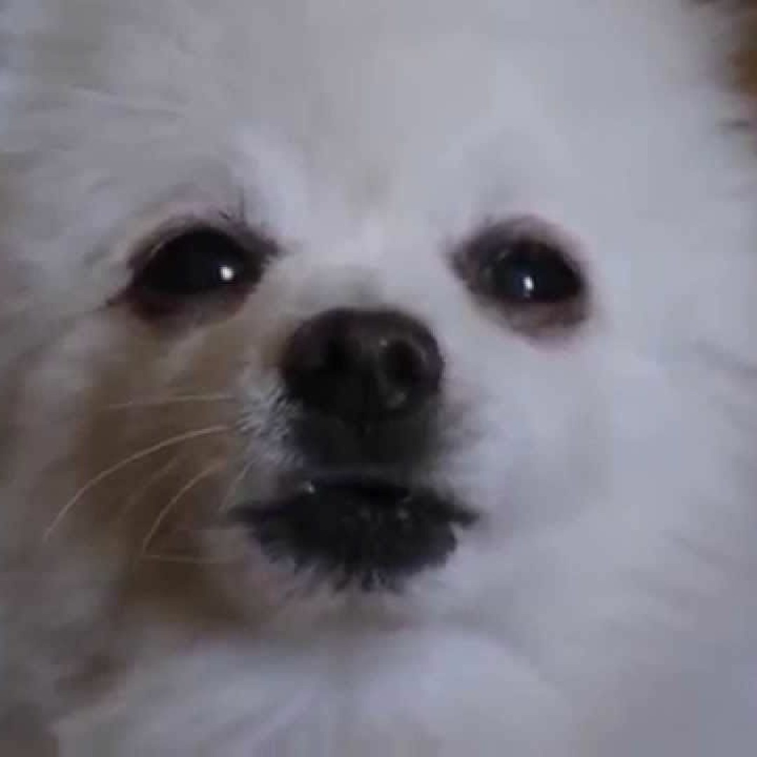 Listen to Gabe The Dog - Night Dog by NilvaVunner in Gabe playlist ...