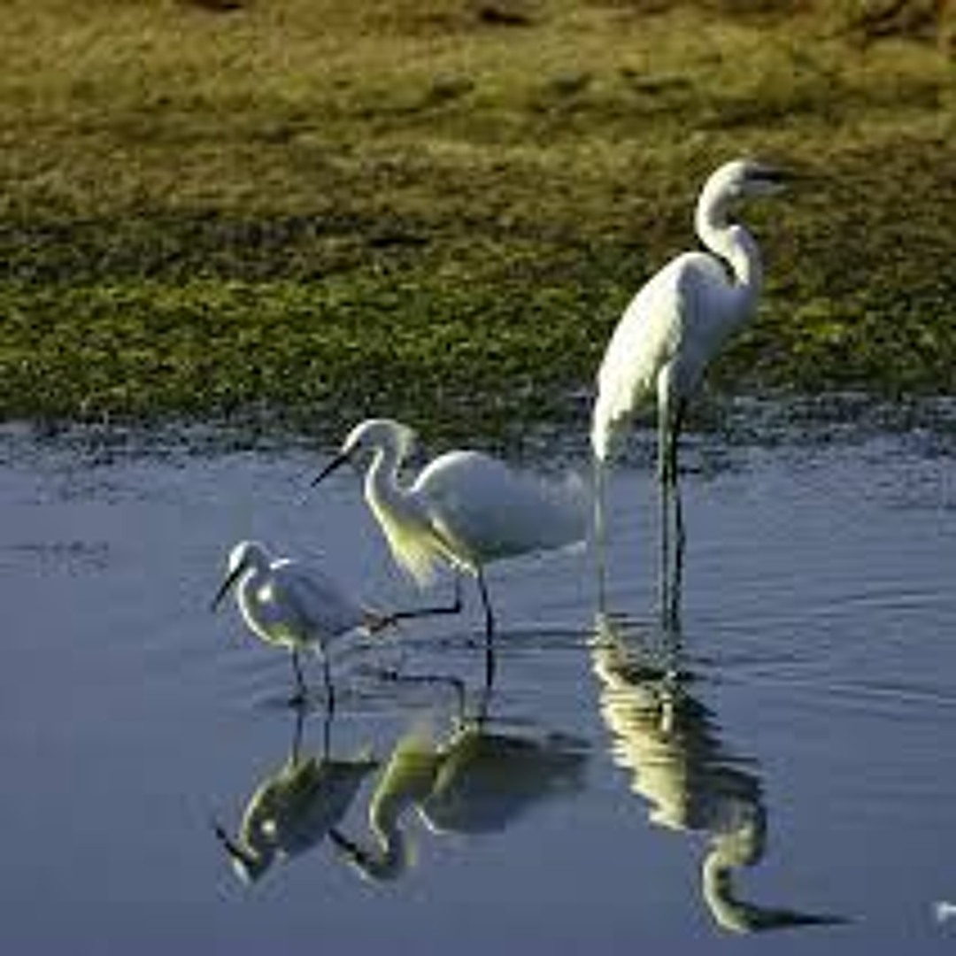 Stream Con Cò Bé Bé - by NhạcTuyển chọn tổng hợp | Listen online for ...