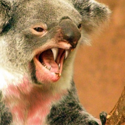 Evil Koala