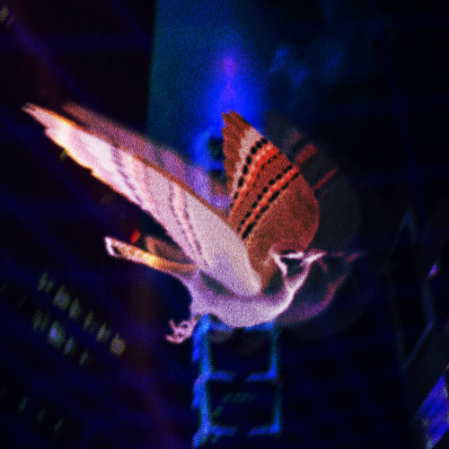 Stream little bird by trashcat | Listen online for free on SoundCloud