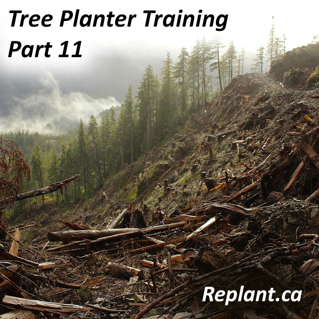 Stream Replant.ca/Training - Tree Planter Training, Part 11 by DJ ...