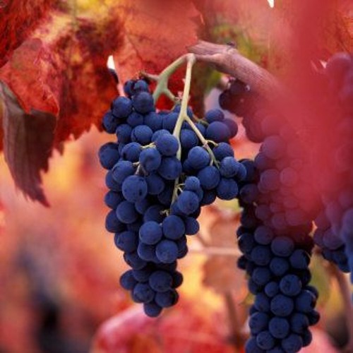 Stream Deugsame Vrou En Vrou Dwaasheid In Spreuke by Die Wynstok ...